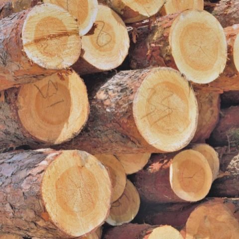 Can You Burn Pine in a Fireplace? (Answered) – Fireplace Tips