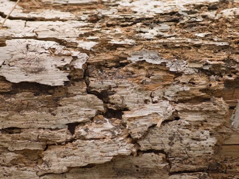 What is Seasoned Firewood? (Explained) – Fireplace Tips